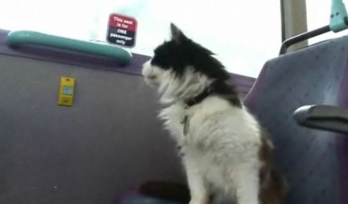 The Daily (Maybe): Readers' Poll: Cat of the Year 2010