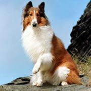 Cuidados Básicos del perro