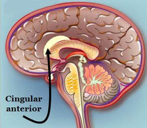 herenciageneticayenfermedad: El córtex cingulado anterior y la ínsula ...