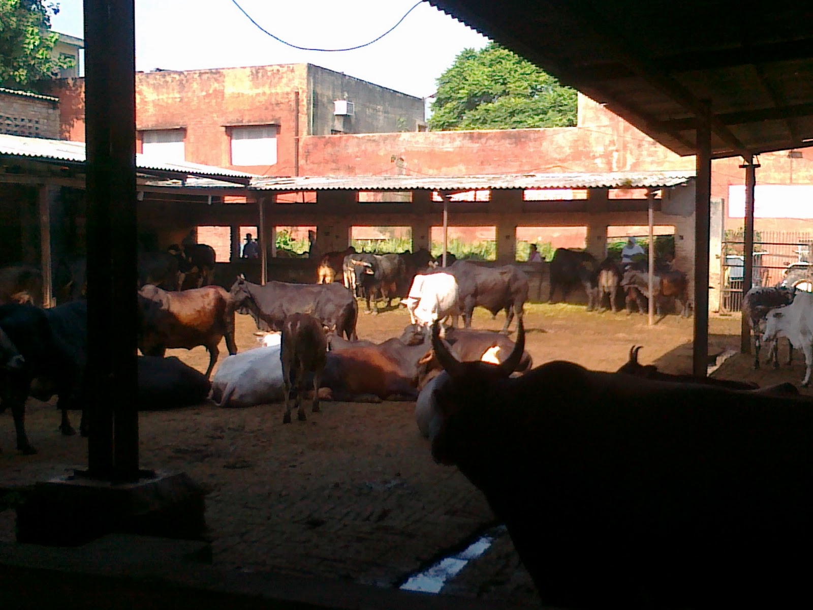 Shri Krishna Gaushala: OLD GAUSHALA PICTURES ...