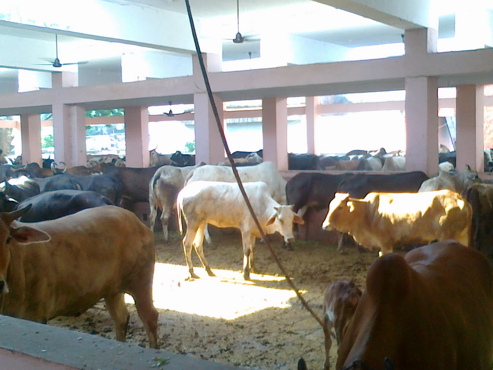 Shri Krishna Gaushala: OLD GAUSHALA PICTURES ...