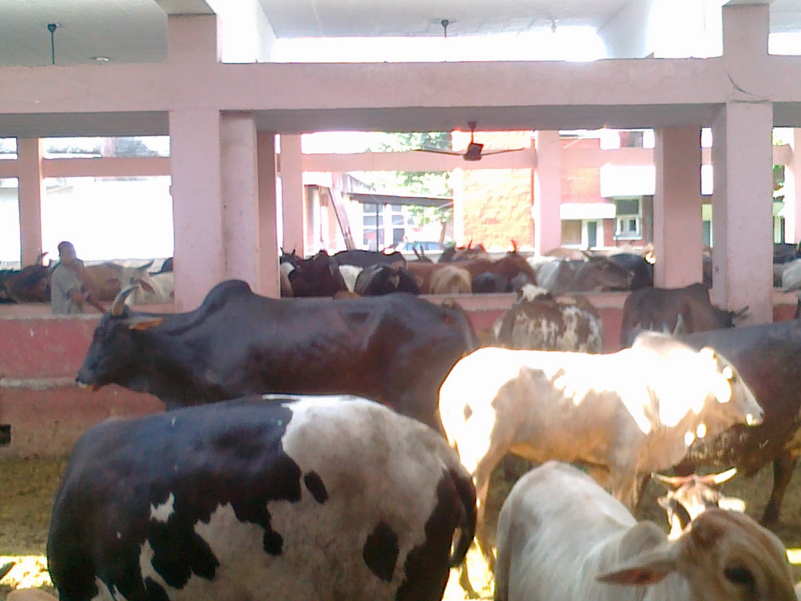 Shri Krishna Gaushala: OLD GAUSHALA PICTURES ...