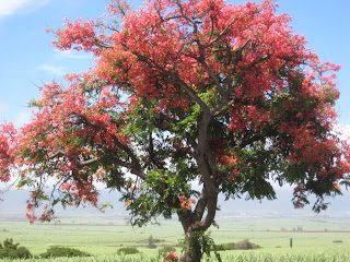 Brilliant Shower Trees of Hawaii | Ho'okipa Aikane on Maui Hawaii