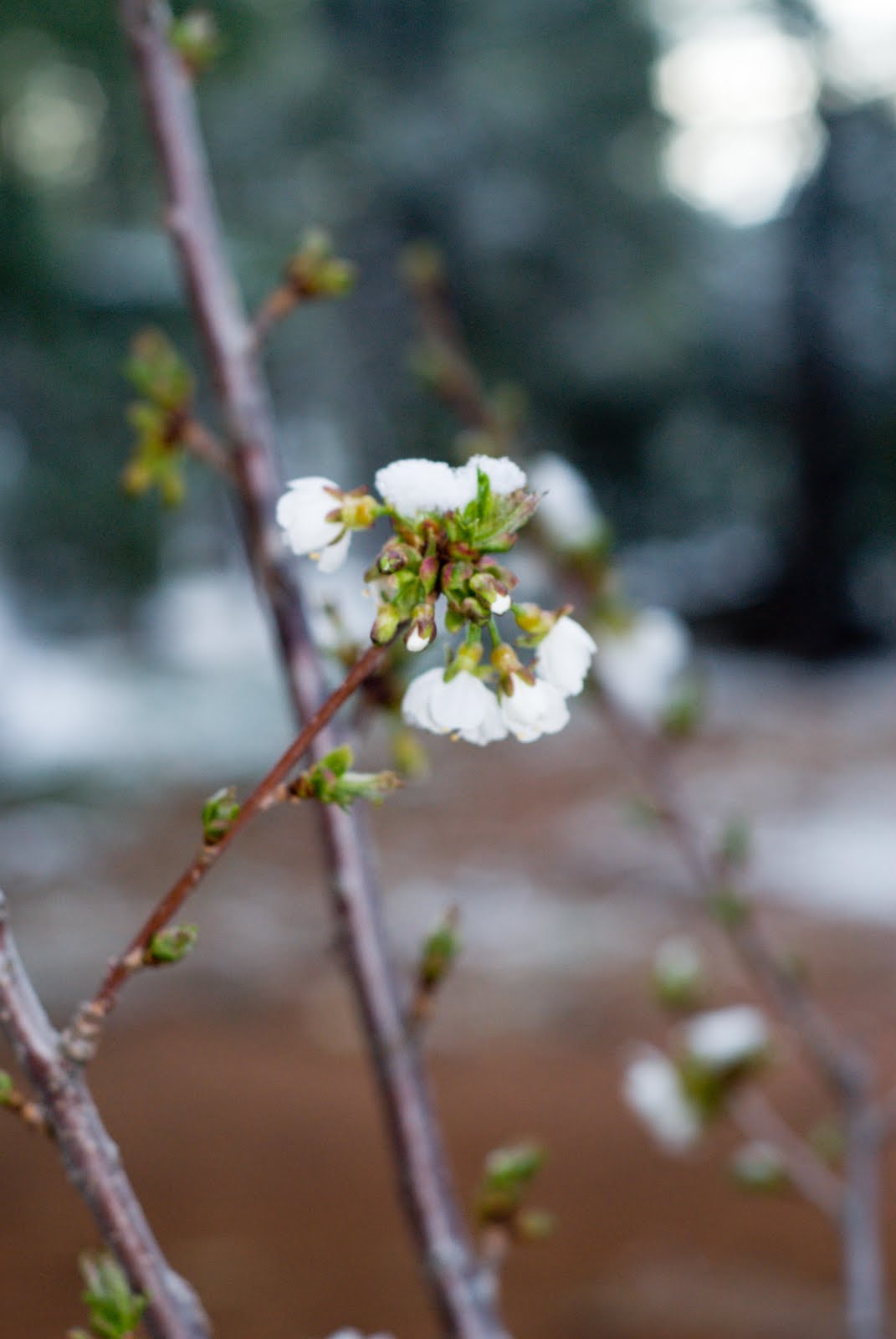 Pitterle Postings: What Happened to Spring???