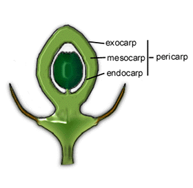 P5 Science: Expert Member C Formation of fruits and seeds