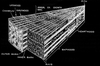 Macrostructure Materials: Wood