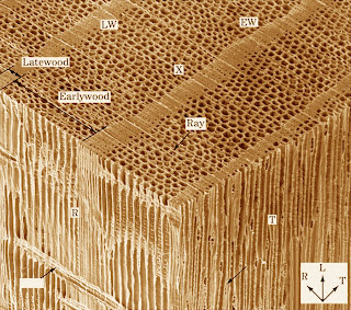 Macrostructure Materials: Wood