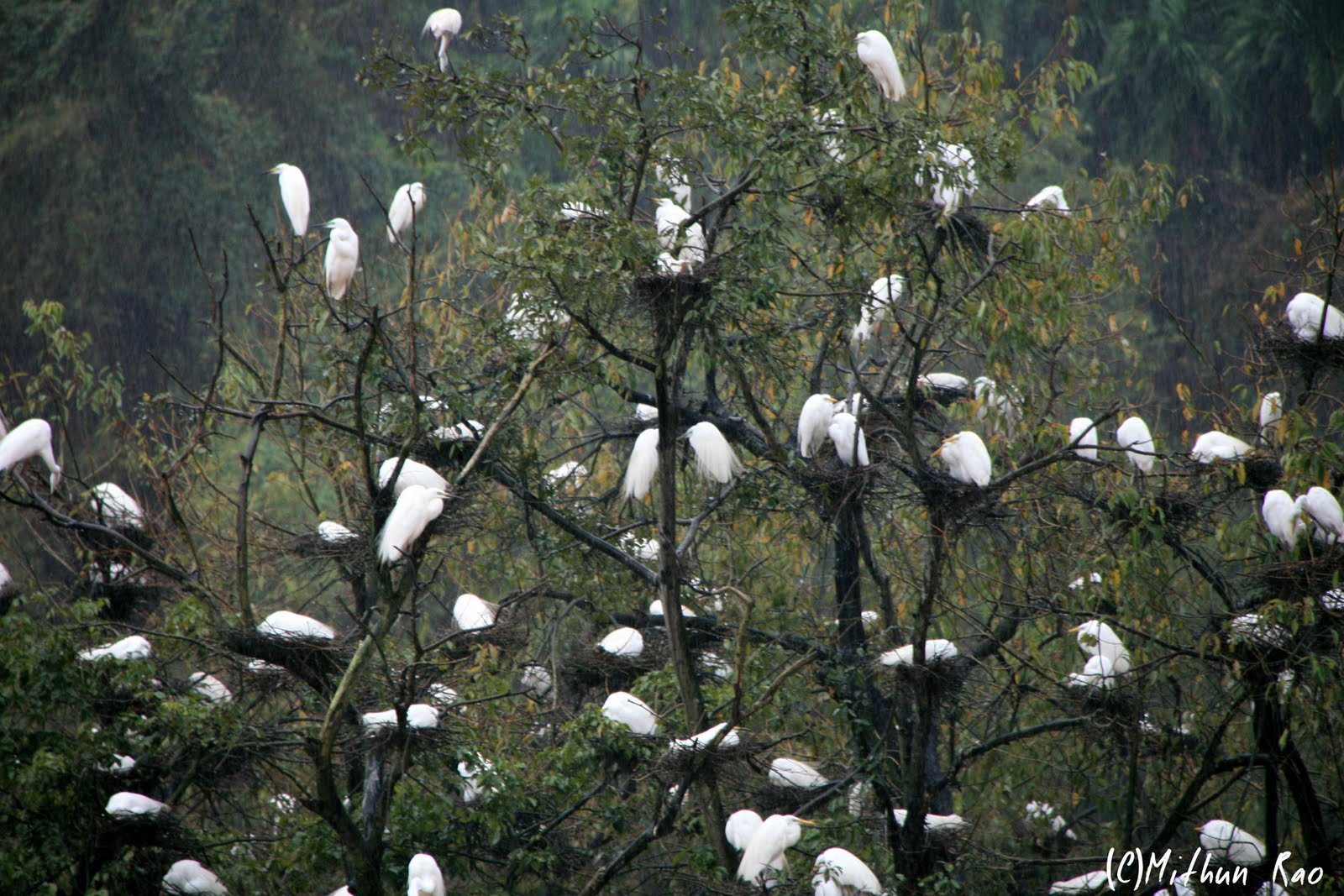Mithun: Bird Photography