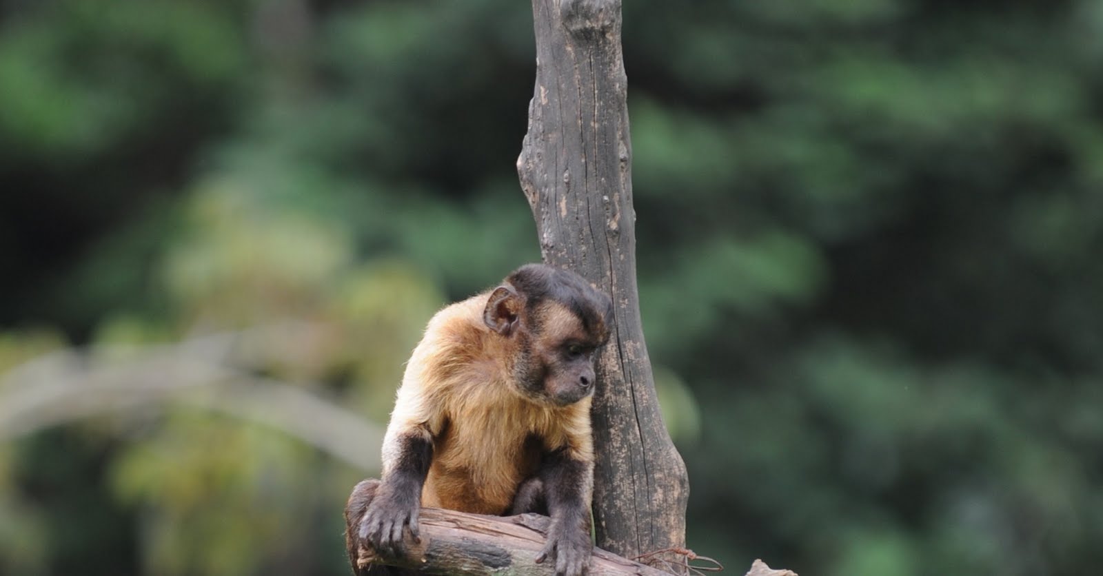 E o unico primata neotropical que frequentemente utiliza ferramentas ...