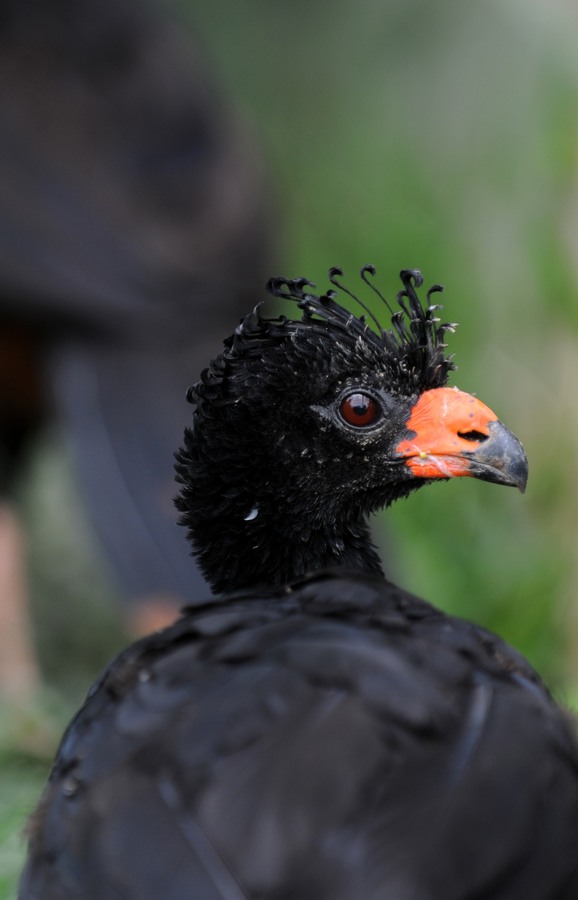 Reverência amazônica! Conheça o explendor das aves do Amazonas.