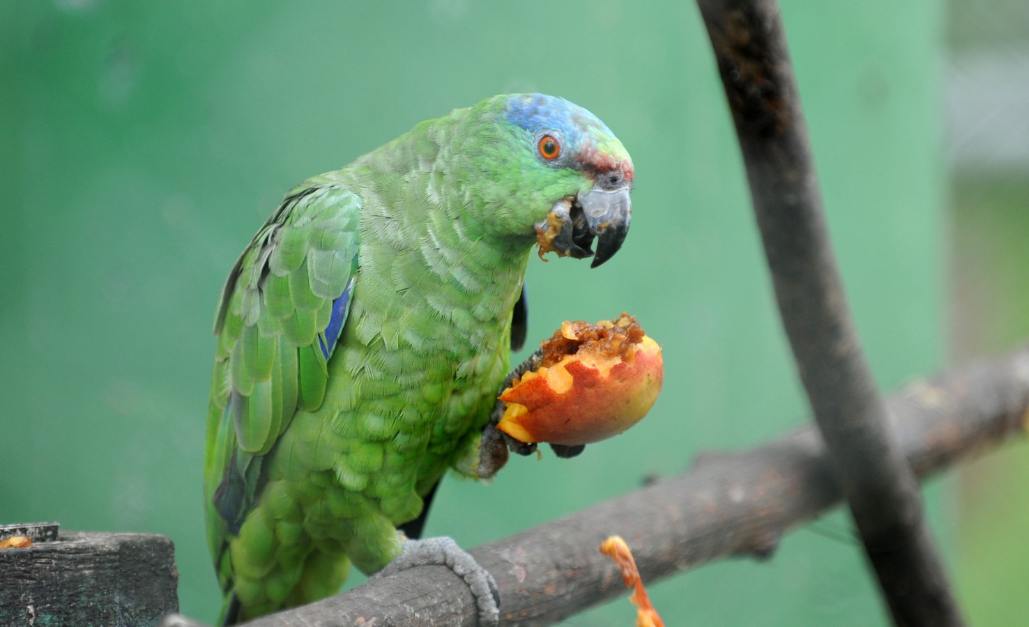 Reverência amazônica! Conheça o explendor das aves do Amazonas.