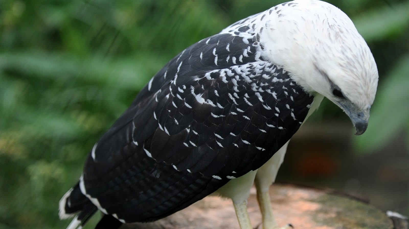Reverência amazônica! Conheça o explendor das aves do Amazonas.