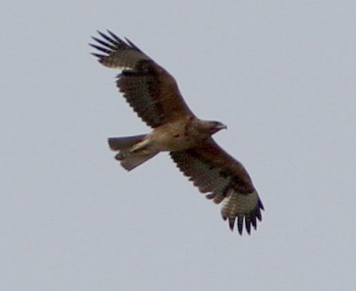 Rare Eagle Hopeful Sighting