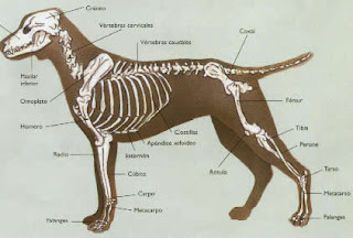 animales,los vertebrados: CARACTERISTICAS DE LO VERTEBRADOS