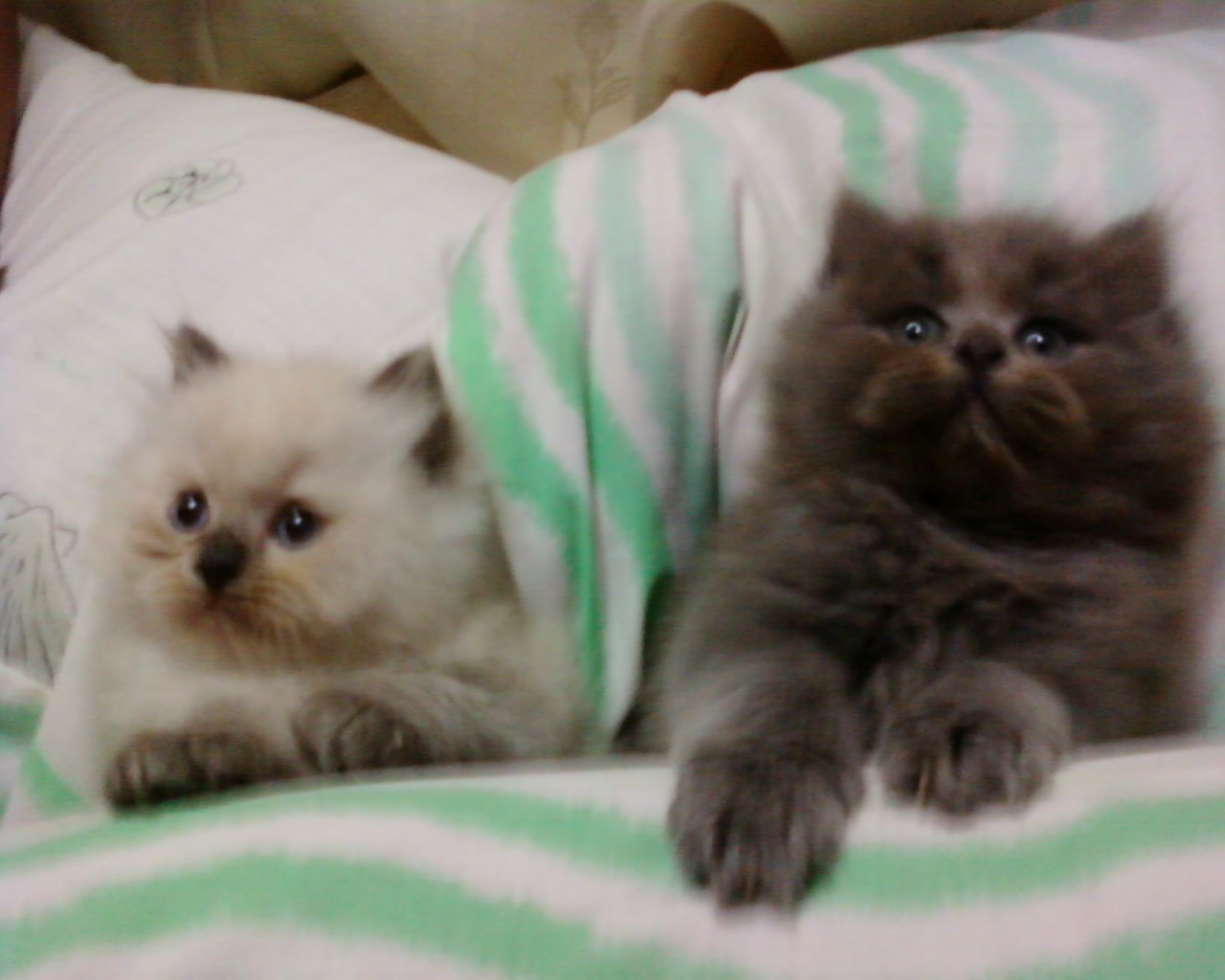 Milly-Kitty Gallery: Desember 2010