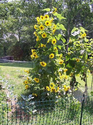 Cheryl's journal: Sunflower Christmas Tree
