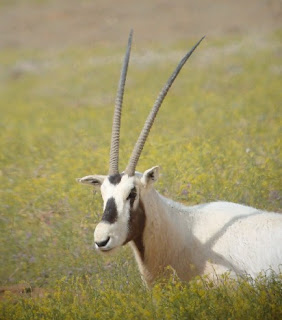 Getting Sociable in Syria: Talila Reserve