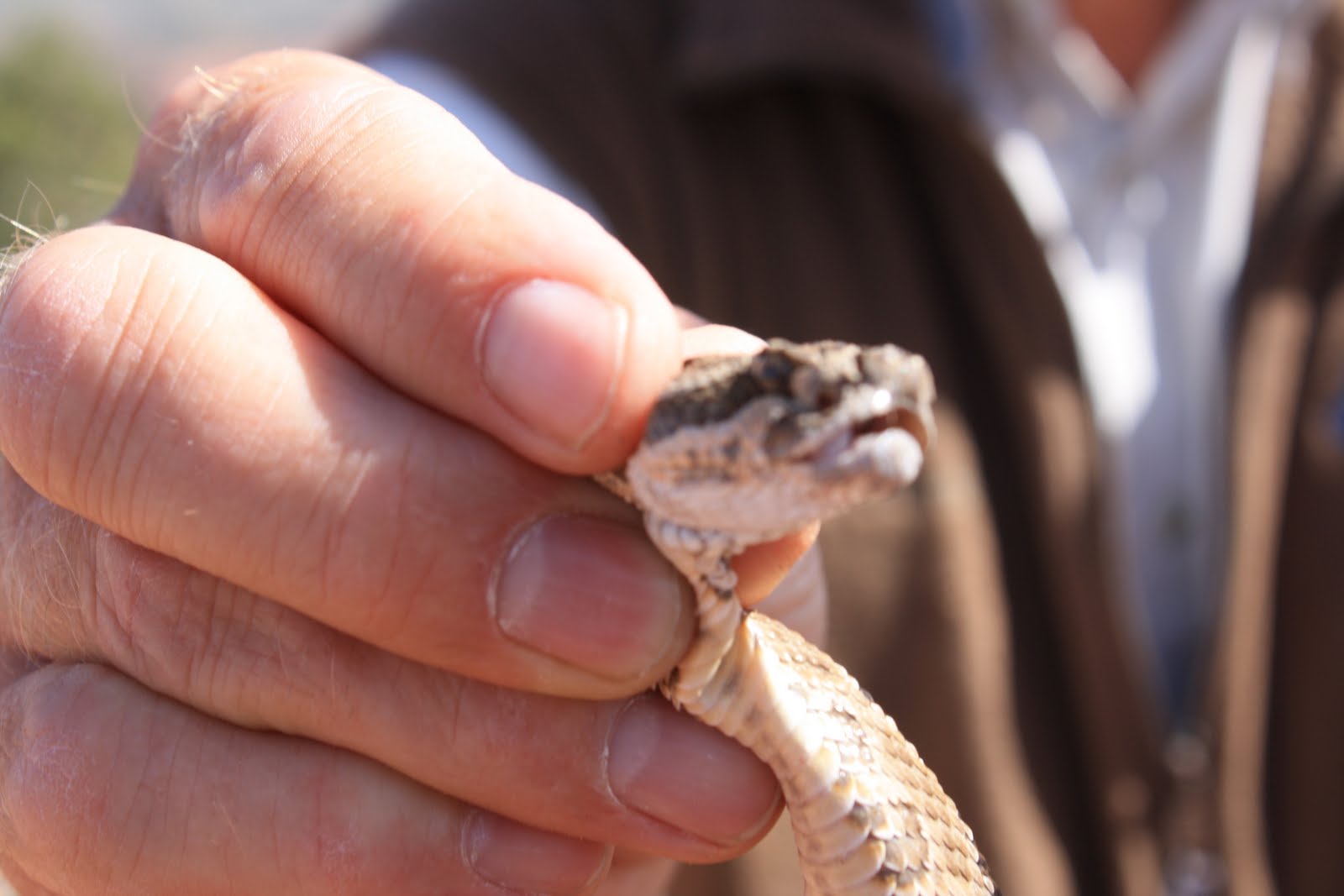 Mojave Brad: Catching a Great Basin Rattlesnake at Toroweap!