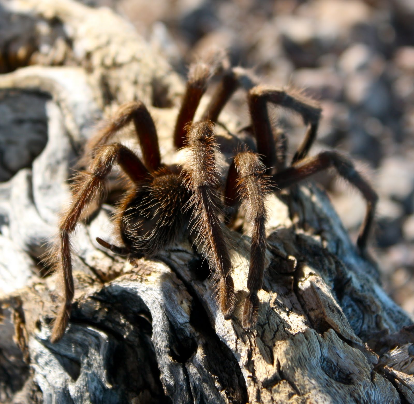 Mojave Brad: It's Autumn . . . . .it's Tarantula time!