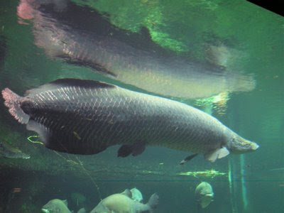 THE BIG FISH: gigas arapaima - the giant arowana