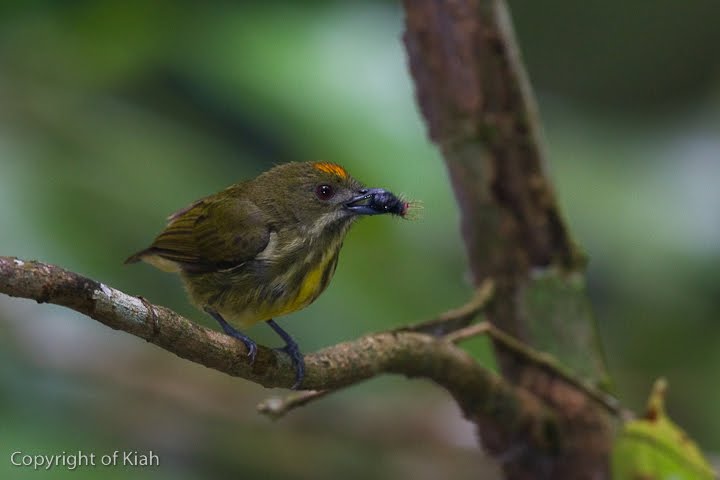 A Wildbird Photographer's Diary: Sights and Sounds of Ulu Paip