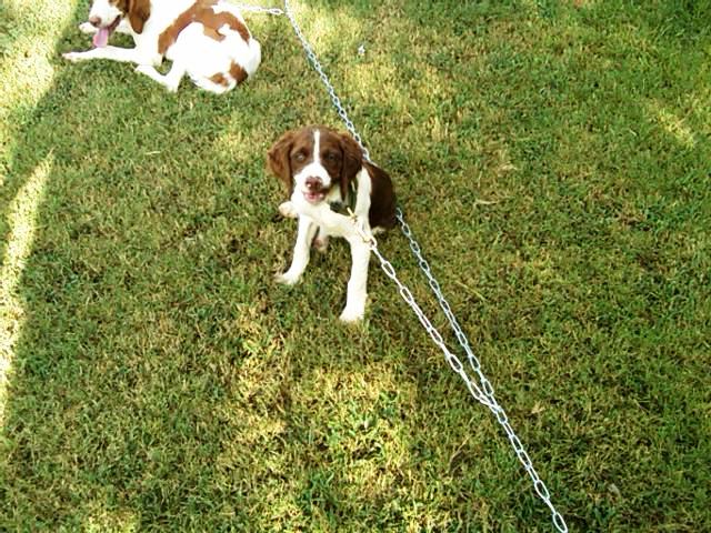 A Bird Hunter's Thoughts: The Chain Gang