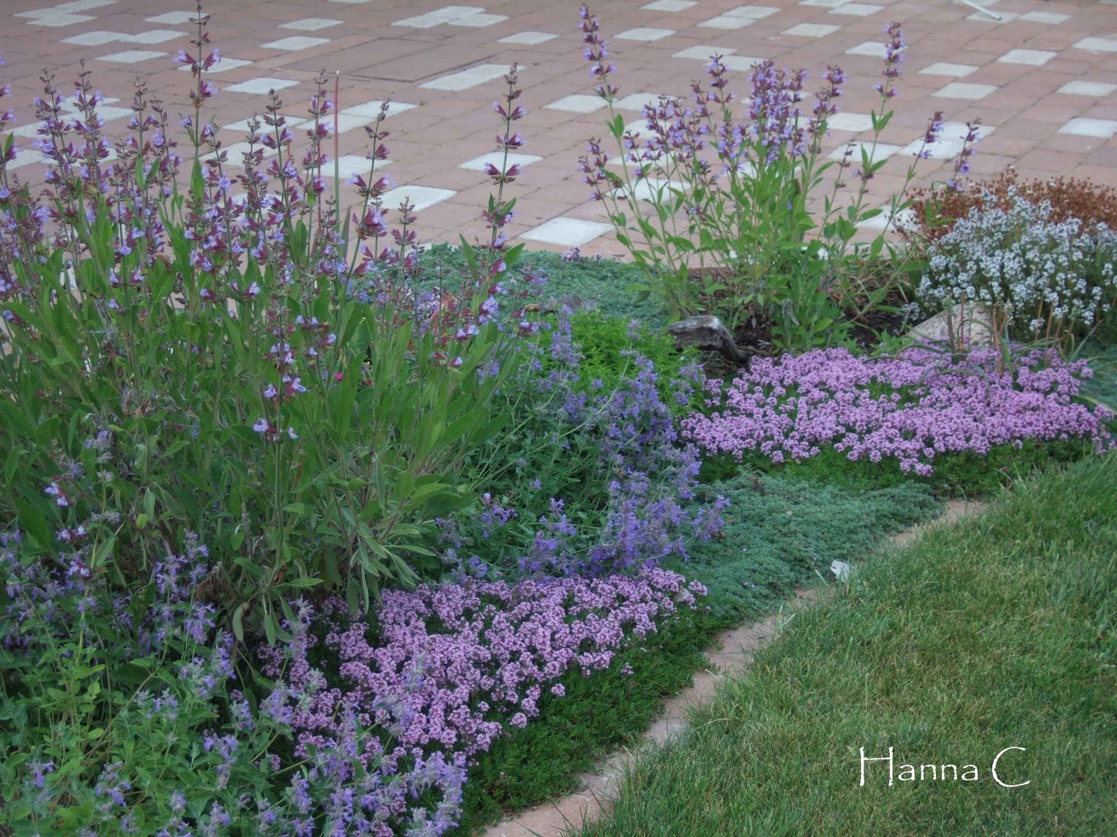 Rosor och Salvia: Första rabatten
