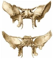 LICENCIADA EN EDUCACIÓN: EL ESFENOIDES Y LA EVOLUCIÓN HUMANA