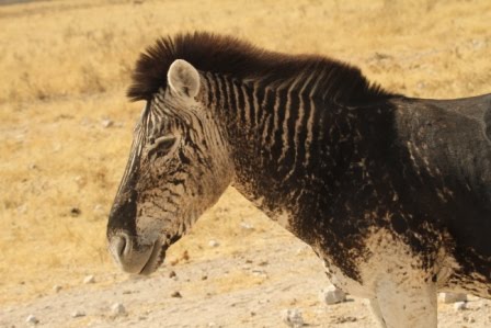 A Day In the Life of a Wildlife Artist: The Quagga Look