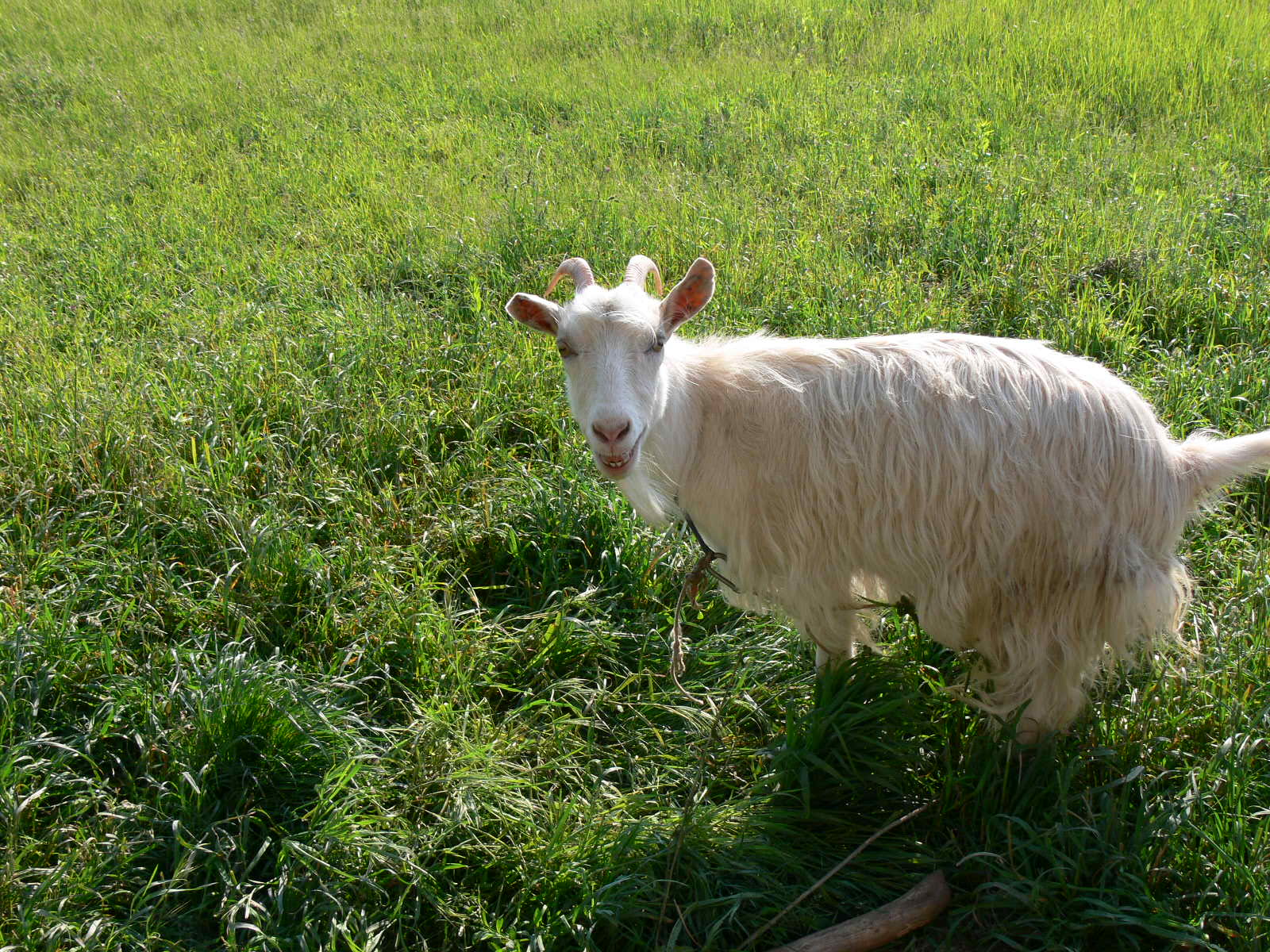 mare branza: mai 2010