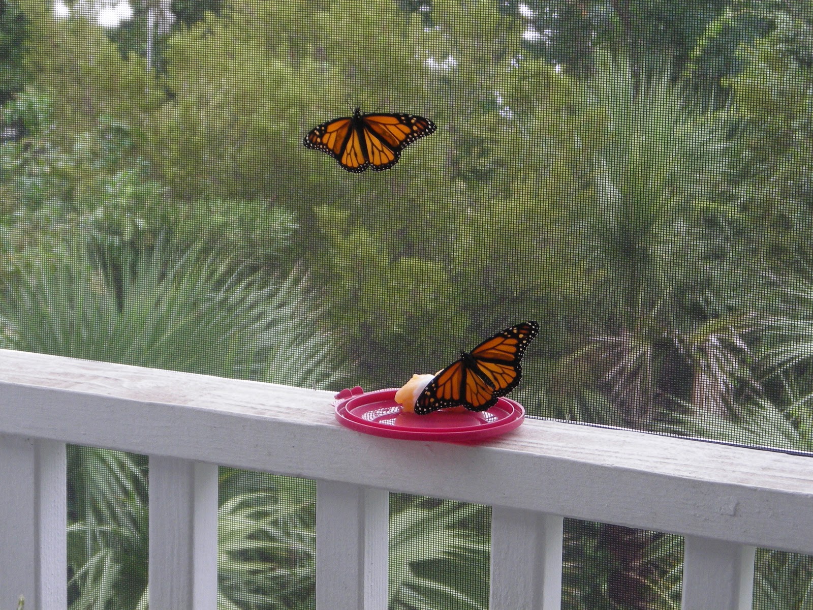 Mary Alice Monroe : The Myths of Monarchs