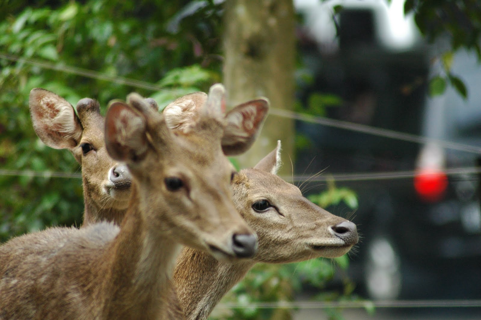 I'M AMAZED: Fauna of Indonesia