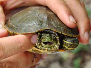 APAEC (Asociación Protectora de Animales Exóticos de Cataluña): Las ...