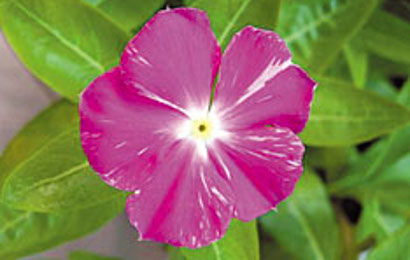 Tanaman Pacar Air yang Bermanfaat | Simple Life