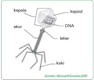 Biologi SMA: Struktur Virus