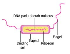 Biologi SMA: Bagian-bagian dari Struktur Bakteri