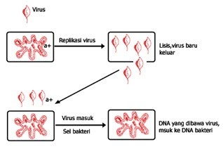 Biologi SMA: Reproduksi Bakteri