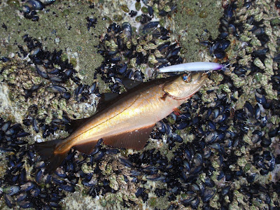 nosolomosca: agosto 2010