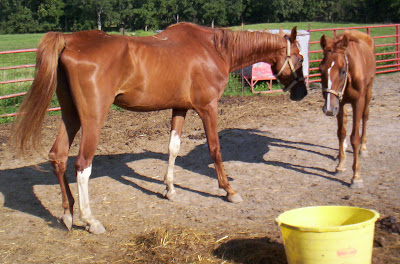 Horse Talk: Underweight Horses