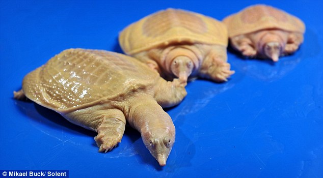 Thai Panda: We're doing all white! The rare albino turtles who have had ...