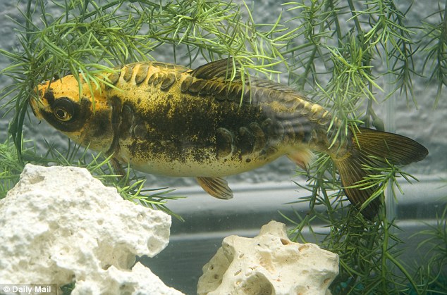 Thai Panda: What's up fish face? The £40,000 carp that really does look ...