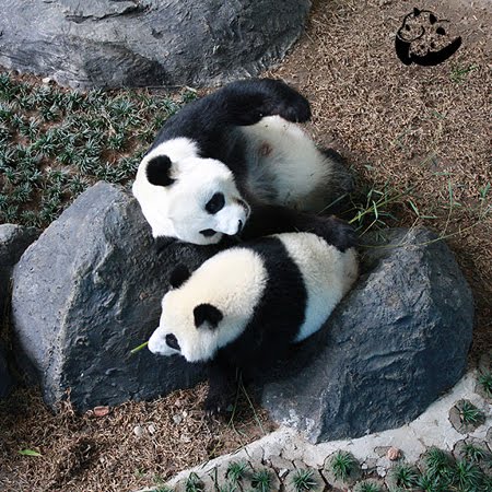 World Cup 2010: Lin Ping predict Spain to win the World Cup. | Olanessa ...