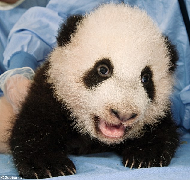 Bright-eyed and brushy-tailed! The mini monkey and his tiny friends ...