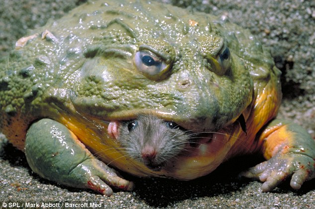 Thai Panda: Right, who's next? Evil-looking giant frog pictured eating ...
