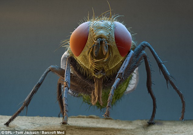 dailypetfwd: A bed bug's eye view: The terrifying insects that lurk in ...