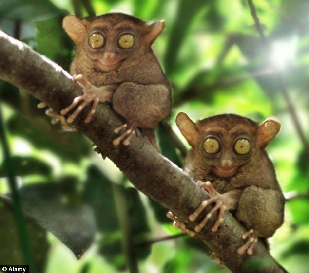 You cheeky monkey! An impish wink to let the world know he's the ...