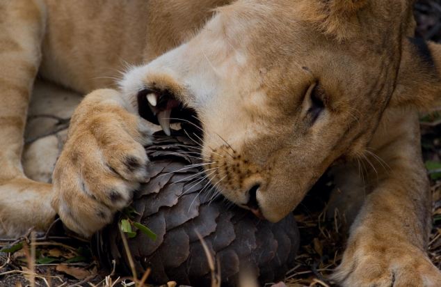 The armour-plated animal that was too much of a mouthful for one hungry ...