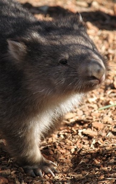 Otto, a Tasmanian wombat, waddles around the Albuquerque BioPark Zoo ...