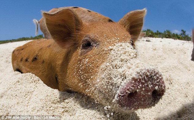 Thaipanda+: Beach Babe: The happy pigs that love to swim in the ...
