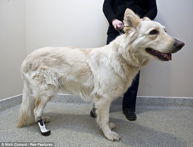 dailypetfwd: Mitzi the bionic dog is back on her feet with the world's first artificial paw